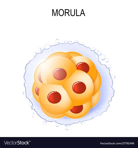 Morula Stages Segmentation A Fertilized Ovum Vector Image
