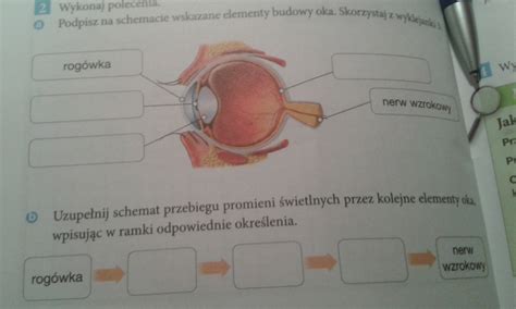 Podpisz Na Schemacie Oka Wskazane Elementy Budowy Oka Skorzystaj Z