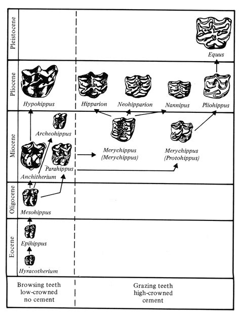 Organismal Biology