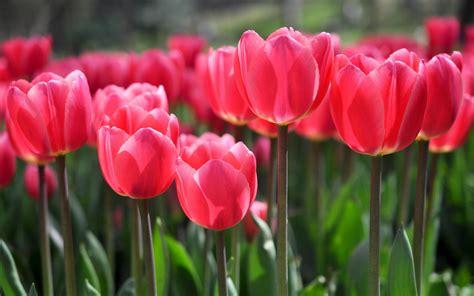H Nh N N Hoa Tulip Tuy T P