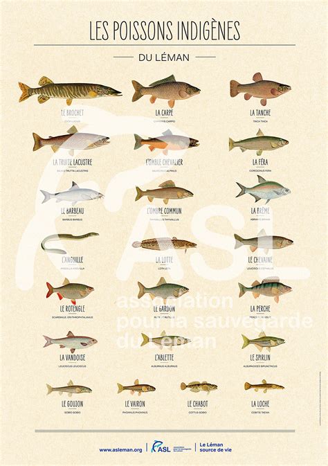 D Calage Ma Tresse Ob Issance Poisson De Lac Leman Statistique La