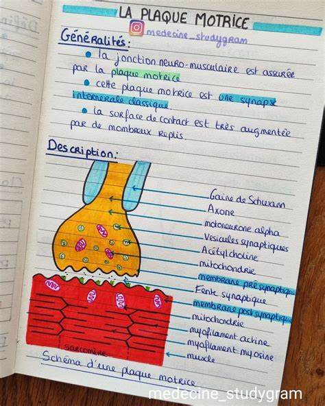 PASS LAS Medecine Anatomie medecine studygram Photos et vidéos