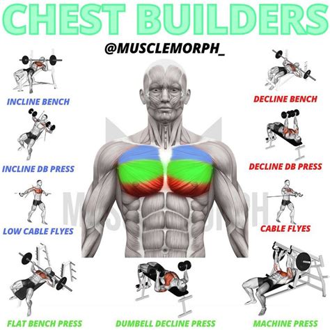MuscleMorph Supps Workouts On Instagram Anatomically The Chest Is