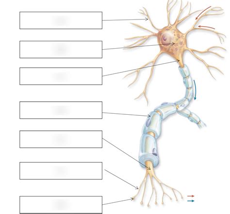 Axon Diagram Diagram Quizlet