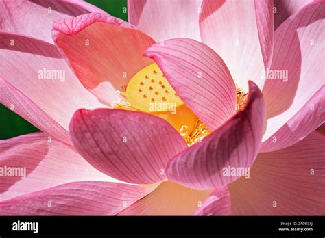 La Sagrada flor de loto Nelumbo nucifera También conocido como