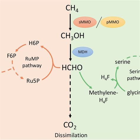 Metabolic Pathways Of Methanotrophs Type I II And X Methane CH4 Is