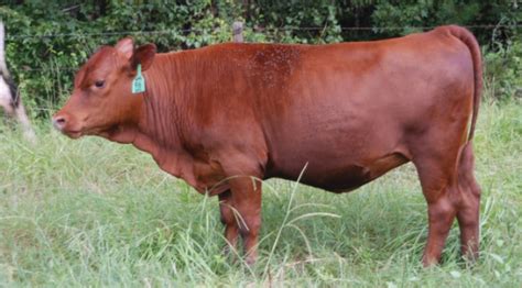 Suena el Shofar Ocho conexiones entre la vaca roja פרה אדמה y la