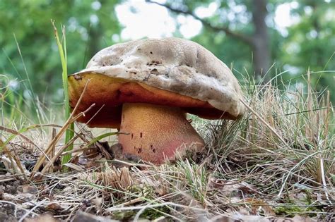 Grzyby trujące w Polsce atlas grzybów trujących Naturalnie o Zdrowiu