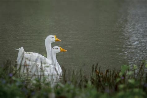 Dos Patos Blancos Nadan En Un Estanque Con Hierba Al Fondo Foto Premium