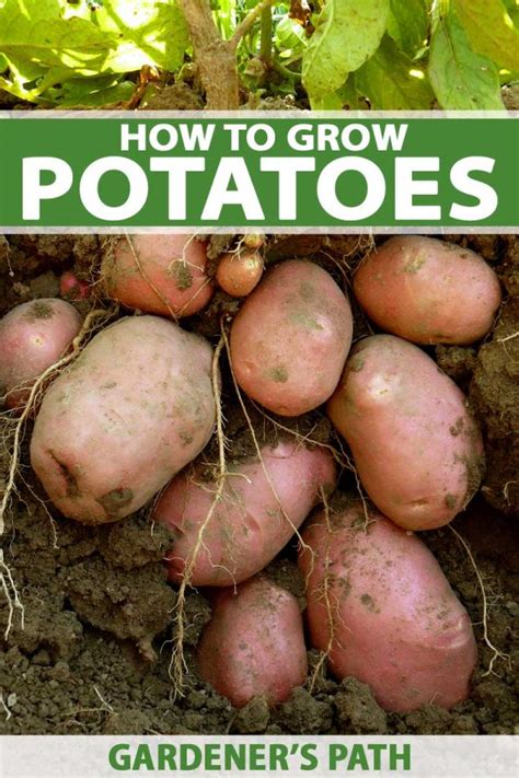 How To Plant And Grow Potatoes Gardeners Path