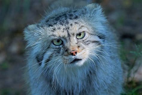 ANIMALES RAROS Lista Con Los 30 Más Extraños Del Mundo