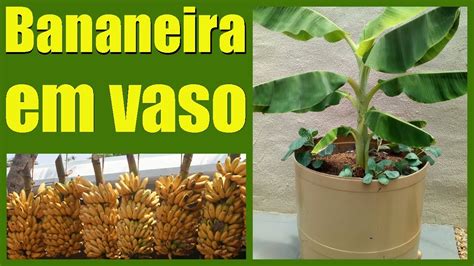 COMO PLANTAR BANANEIRA EM VASO Saiba como ter resultados incríveis