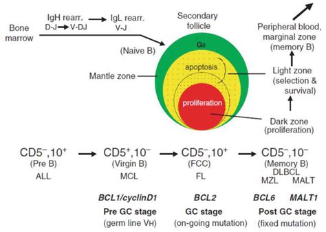 Memory B Cell Markers
