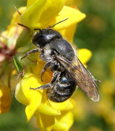 Osmia Caerulescens Blue Mason Bee Flickr