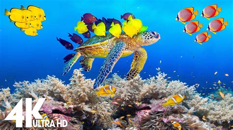 4K Stunning Underwater Wonders Of The Red Sea Colorful Coral Reef