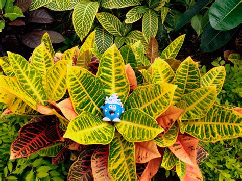 Plantas Ex Ticas Florpedia