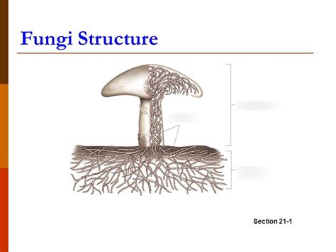 Fungi Lab Structure Diagram Quizlet