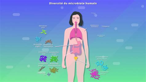 Microbiote humain et santé SVT 2de YouTube
