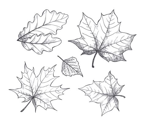 Fall Leaves Clipart Black And White 1 Clipart World