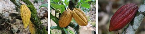 Cultivo de Cacao en México Intagri S C