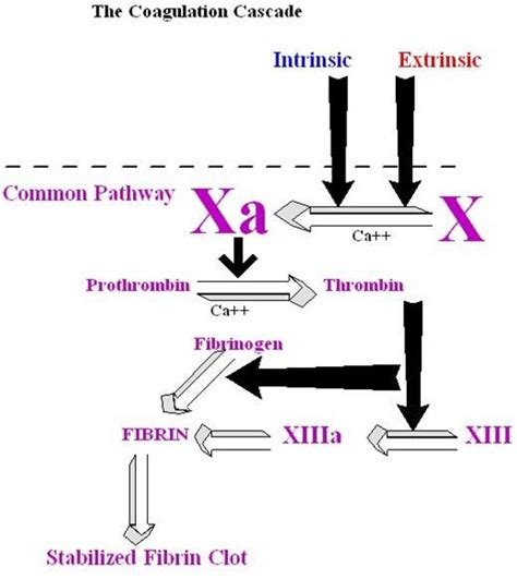 Secondary Hemostasis Common Pathway Diagram Quizlet