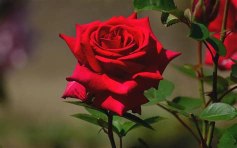 Beautiful Rose Wallpapers HD 62 Images