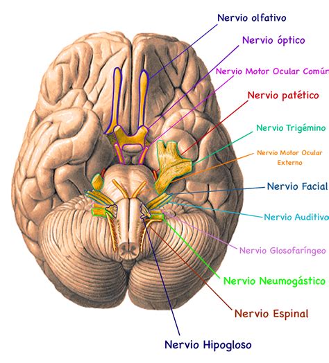 Nervios Pares Craneales Pares Craneales Anatomia Del 52 OFF