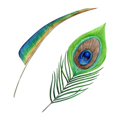 Conjunto De Plumas De Pavo Real Azul Verde Acuarela De Ilustraciones