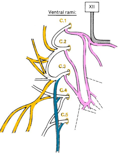 Ansa Cervicalis