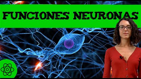 Que Funciones Tiene Una Neurona YouTube