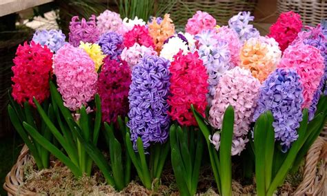 Hiacynty tulipany krokusy zasady sadzenia bulwiastych kwiatów