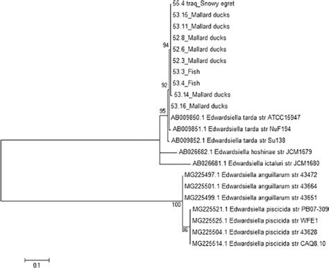 amplified fragment length polymorphism profiles aflp obtained with e download scientific
