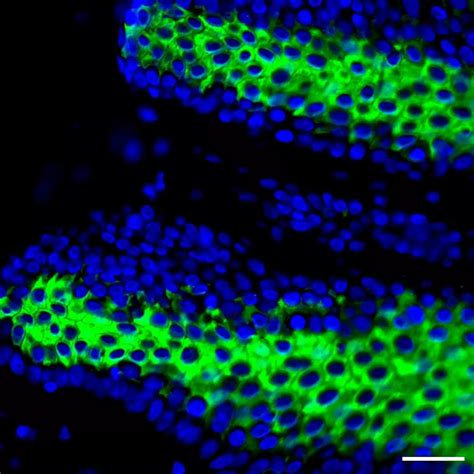 Cytokeratin Antibody Anti Human Reafinity Miltenyi Biotec Usa