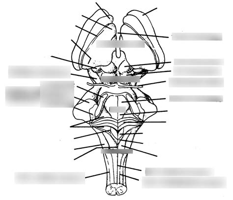 Brainstem Posterior View Diagram Diagram Quizlet