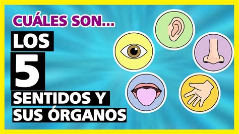 Los 5 sentidos Y Sus Organos I Cuáles Son Los 5 SENTIDOS Y Sus Organos