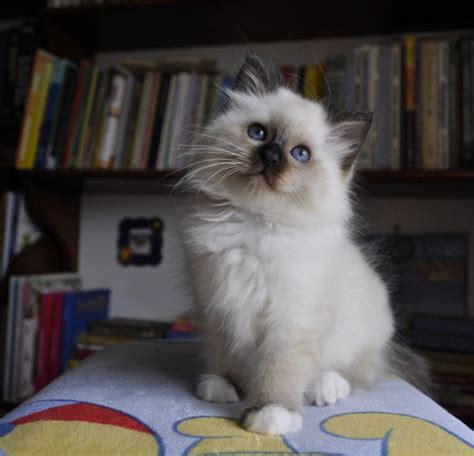 Photo chat de race Sacré de birmanie Vidocq Sacré de birmanie Chats