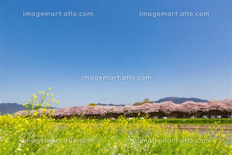 遠賀川河川敷の菜の花と桜並木 福岡県直方市の写真素材 153183934 イメージマート