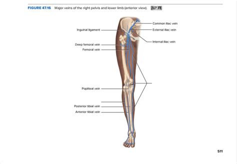 Lower Limb Veins Diagram Quizlet
