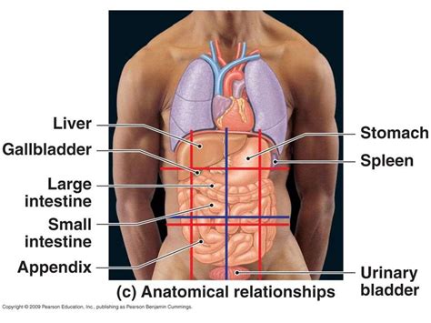 Regiony Anatomiczne Puzzle Online