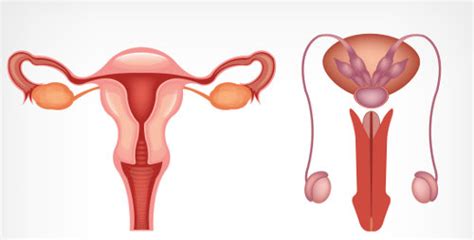 Sistema Reprodutor Biologia Net