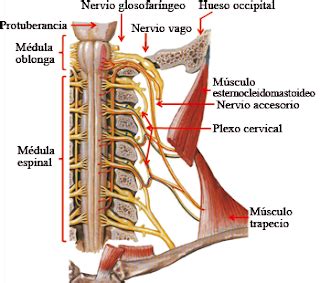 Neuroaprende Par Craneal XI Nervio Espinal O Accesorio