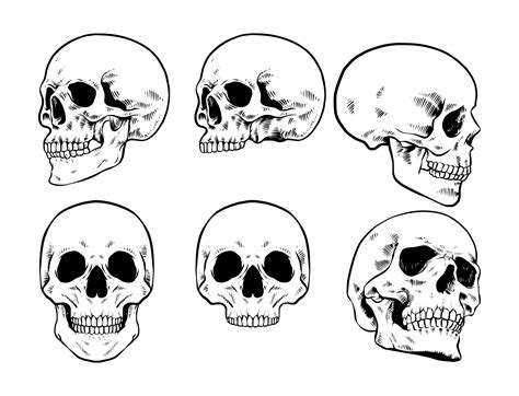 Set Of Skull Vector Image Graphic By Tsatanist Creative Fabrica