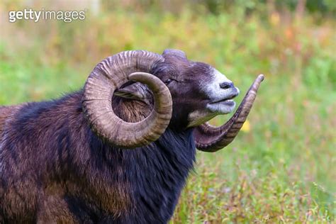 The Mouflon Ovis Orientalis During Mating Season On Game Reserve