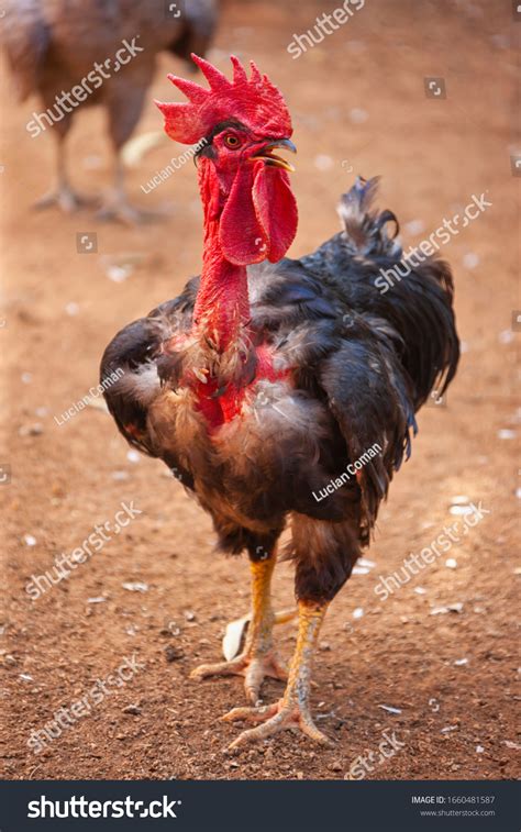 446 Naked Neck Rooster Images Stock Photos And Vectors Shutterstock