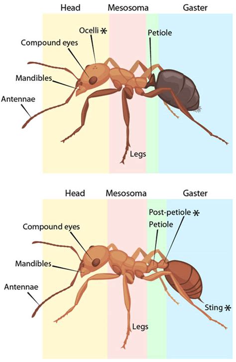 Ant Anatomy Ask A Biologist