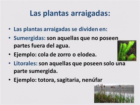 Diferencias Y Semejanzas Entre Plantas Acuaticas Y Terrestres Plantă Blog