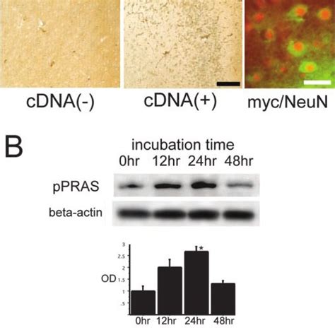 A Representative Photomicrographs Show Immunohistochemical Staining