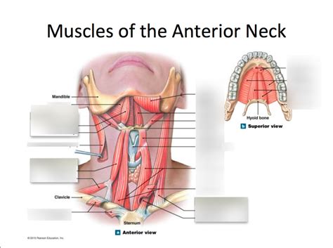 Muscles Of The Anterior Neck Ppt Diagram Quizlet