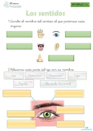 Los 5 Sentidos Ficha Interactiva En 2020 Fichas Ejercicios De Im