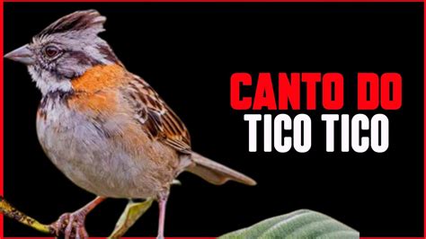 Tico tico cantando canto do tico tico pássaro tico tico YouTube